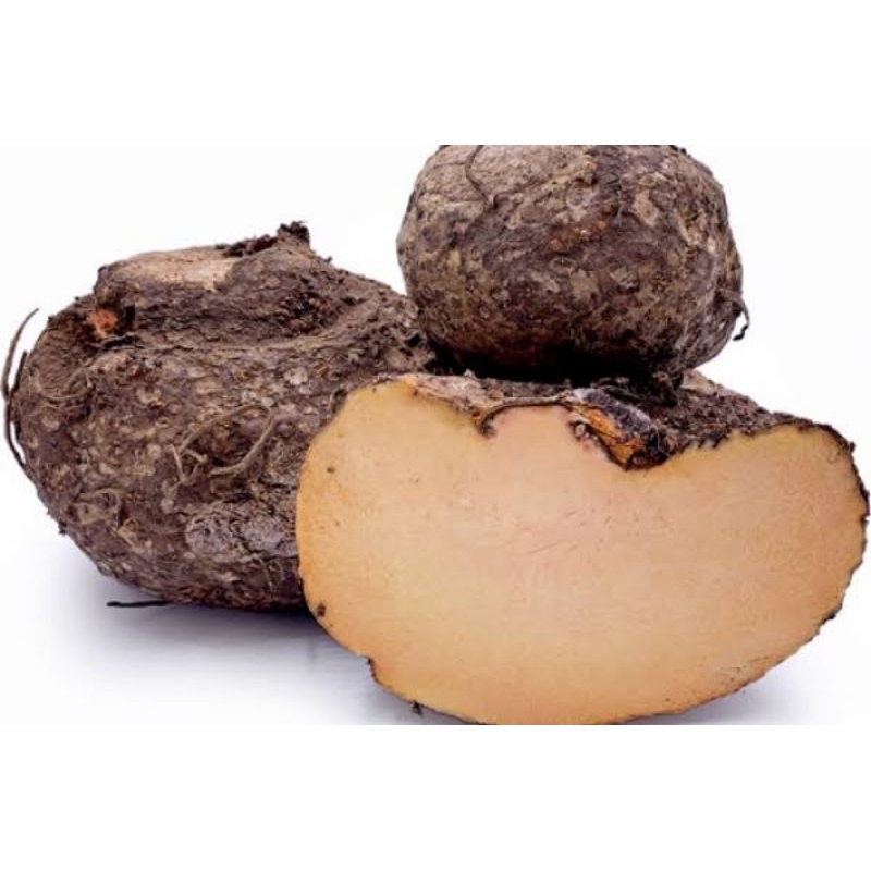 Jual UMBI SUWEK/SUWEG FRES/BUNGA BANGKAI/ADA PESANAN BARU DIAMBILKAN/1 ...