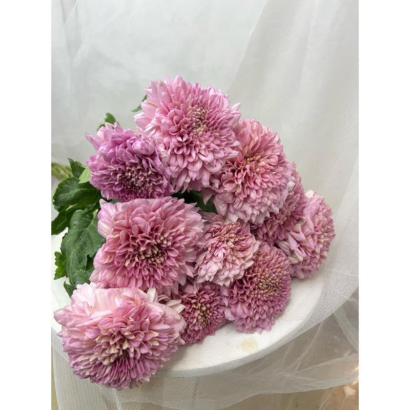 Jual GOMPIE PINK/bunga potong segar | Shopee Indonesia