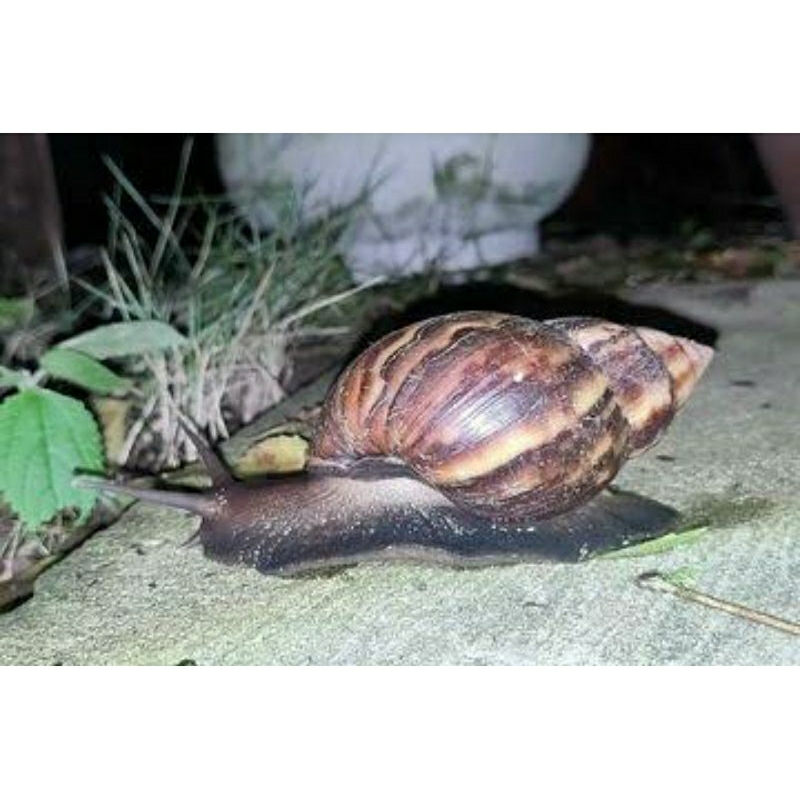 Jual Keong Racun serba guna (Hidup) | Shopee Indonesia