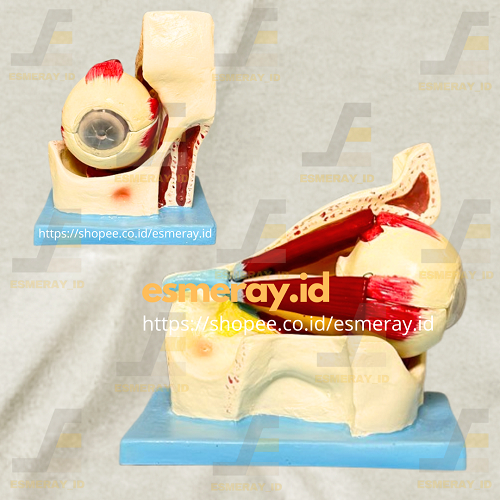 Jual Torso Mata-Model Anatomi Mata/Rangka Mata Manusia/Anatomy Human ...