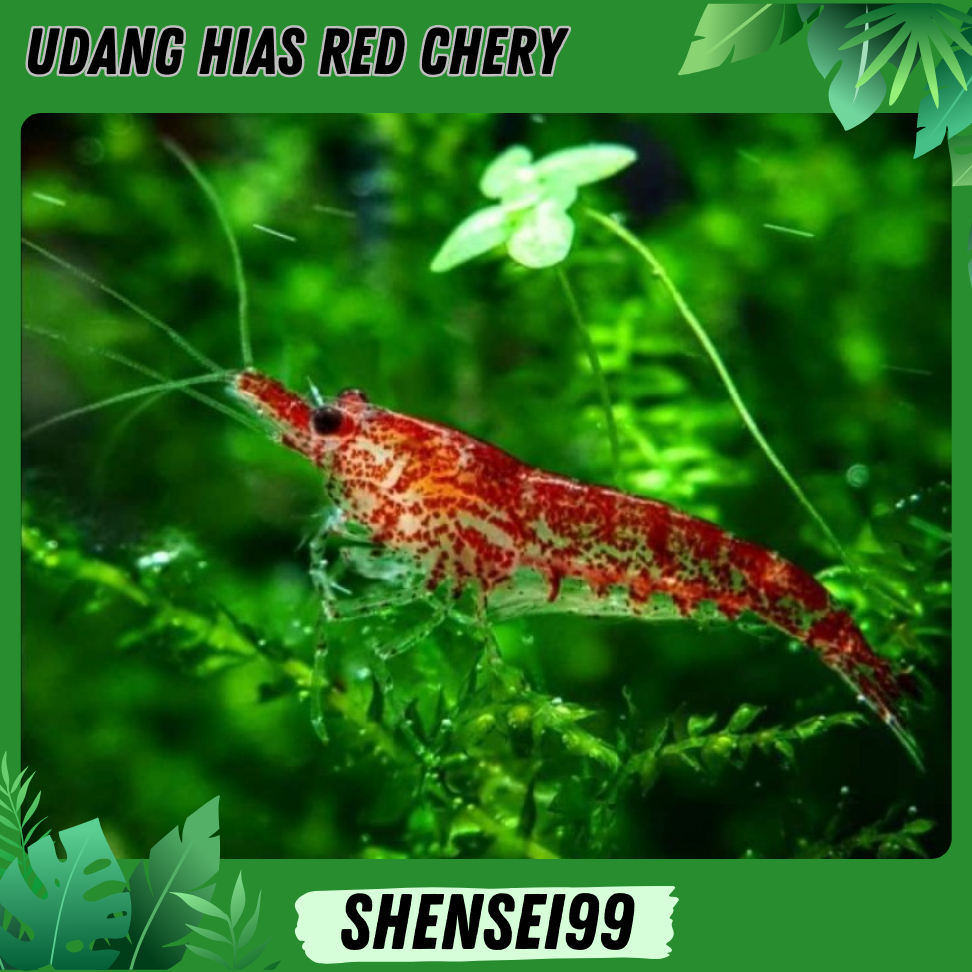 Jual Jual Udang Hias Air Tawar Aquascape Aquarium - RED CHERRY - RCS ...