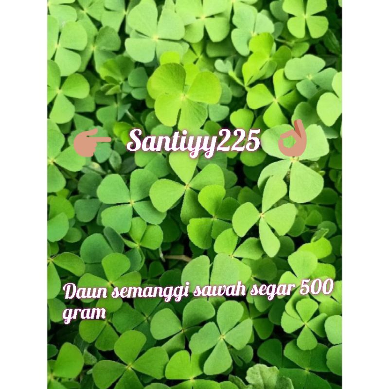 Jual Promo Daun Semanggi sawah 500 gram segar | Shopee Indonesia