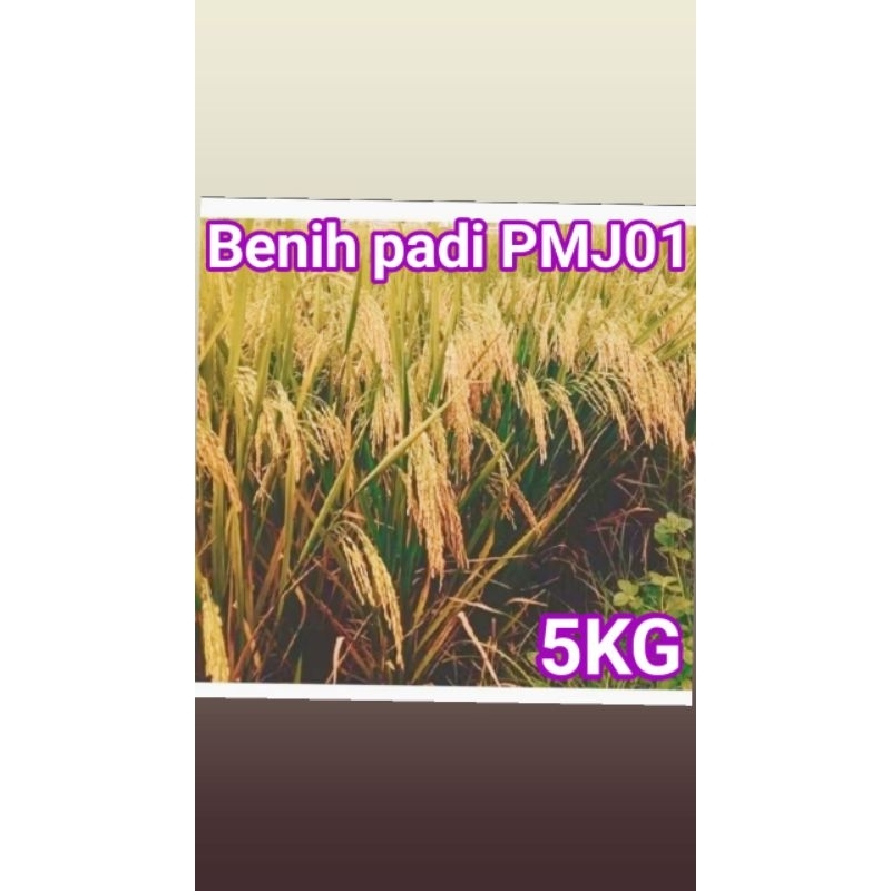 Jual benih padi PMJ01 kemasan 5 kg | Shopee Indonesia