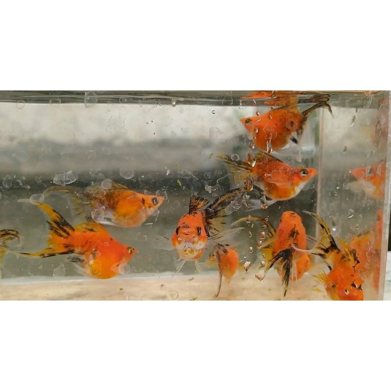 Jual Molly Red leopard 1 pasang size induk/molly cawang/balon cawang ...