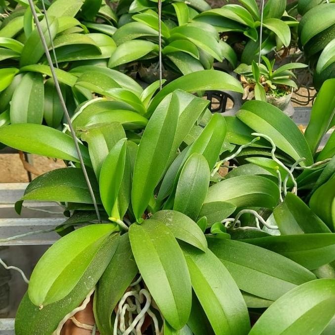 Jual Anggrek bulan remaja 3 sampai 5 daun bunga putih | Shopee Indonesia