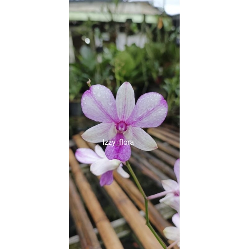 Jual Anggrek Dendrobium Pop Eye Dewasa Spike/Knop Realpict | Shopee ...