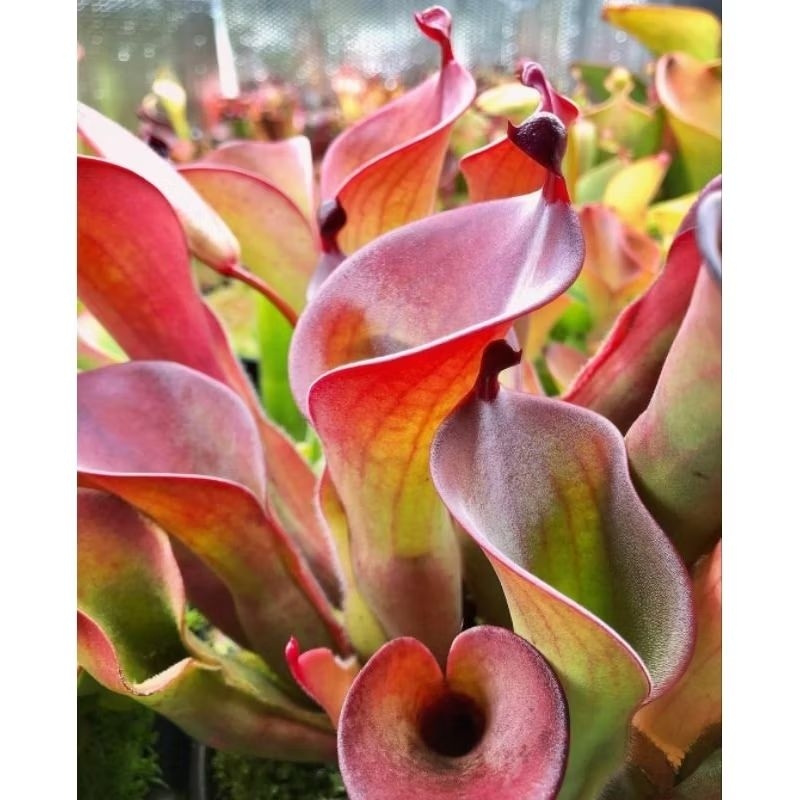 Jual Biji Benih Heliamphora Huberi Amuri Tepui Tanaman Karnivora ...