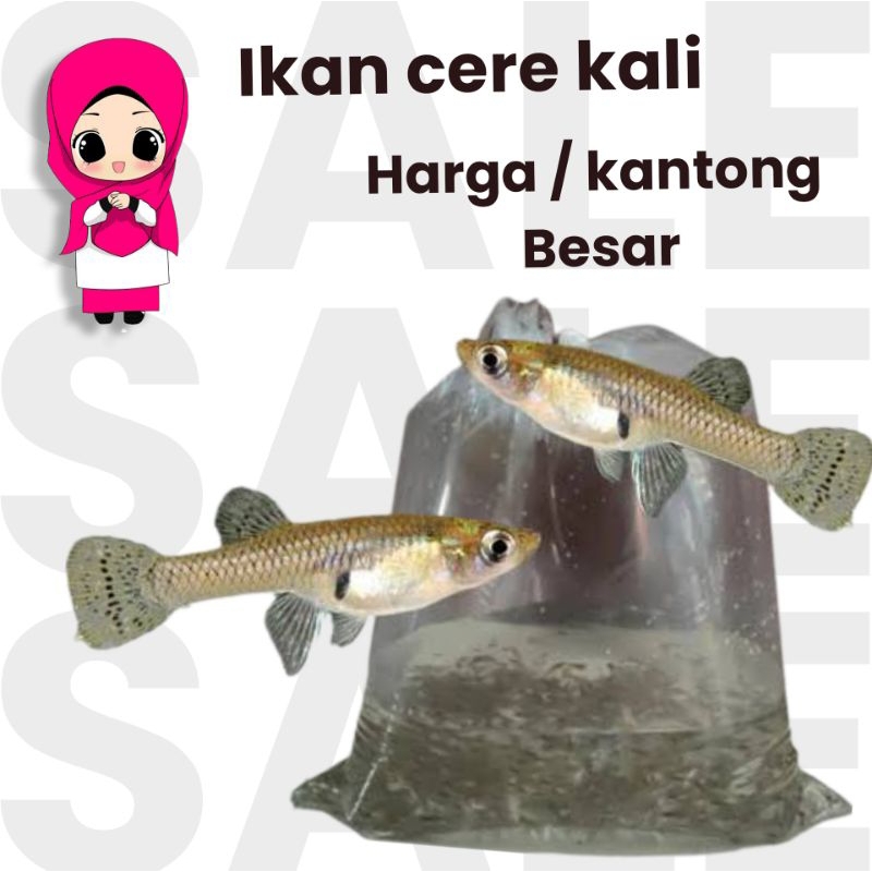 Jual ikan cere air tawar ikan kecil kantong besar kurleb 500 ekor beli ...