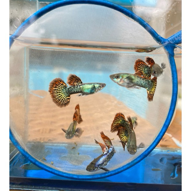 Jual Hiasan Aquarium Ikan Guppy Platinum Red Dragon | Shopee Indonesia