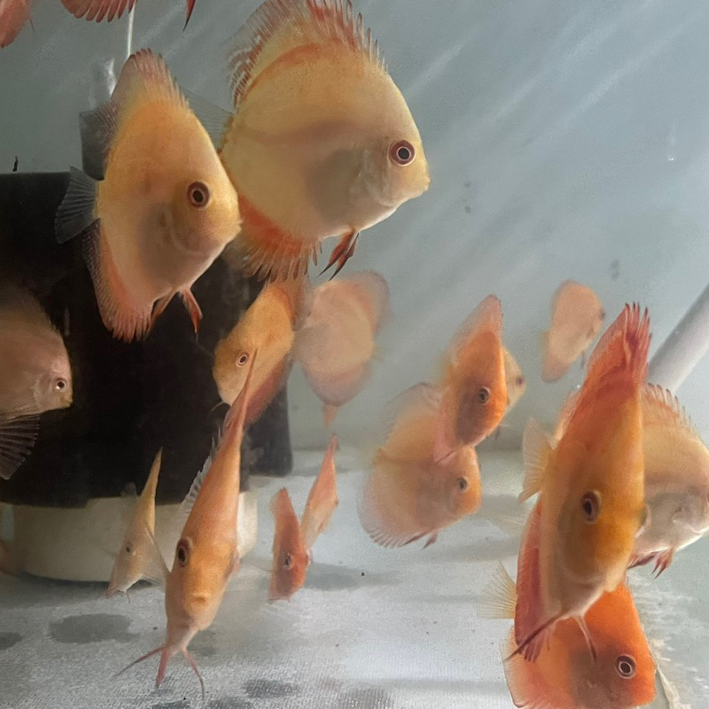 Jual Red Marlboro Discus Fish Size 2” | Shopee Indonesia