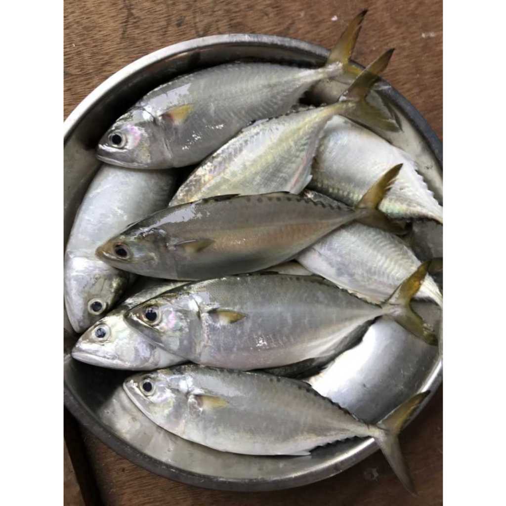 Jual Ikan Kembung 250gr Fresh dan Segar Premium Instan Surabaya ...