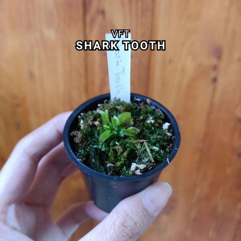 Jual VFT Shark Teeth - Tanaman Hias Karnivora | Shopee Indonesia