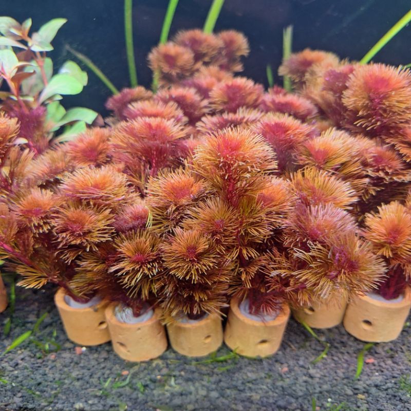 Jual Cabomba Furcata Super Red Tanaman Aquascape Merah Full Air Dengan ...