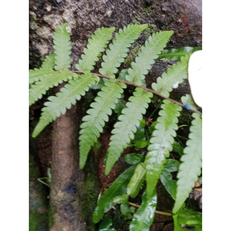 Jual Pakis kapur, pakis kecil bibit tanaman pakis panigera | Shopee ...