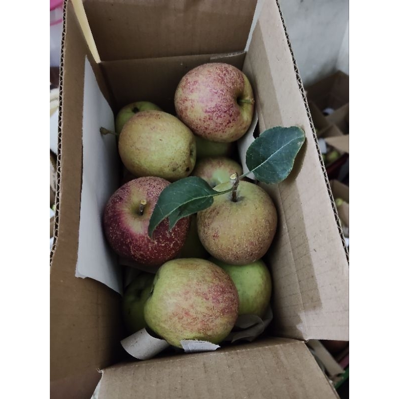 Jual apel malang jenis ana organik | Shopee Indonesia