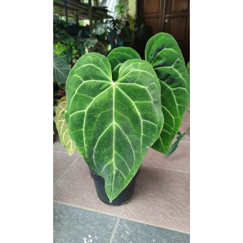 Jual Tanaman Hias Kuping Gajah / Anthurium | Shopee Indonesia