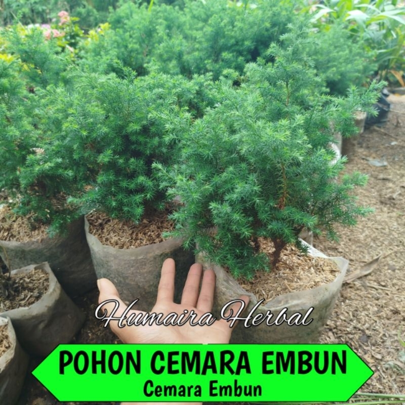 Jual POHON HIAS Cemara Embun Cantik Rimbun Siap Tanam | Shopee Indonesia