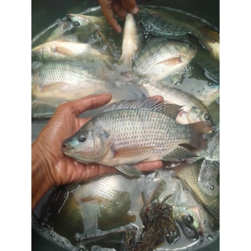 Jual ikan nila segar 1kg | Shopee Indonesia