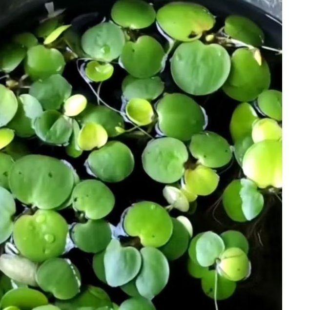 Jual Amazon frogbit tanaman penyerap amoniak tanaman air aquascape ...