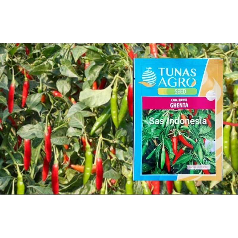 Jual Benih Cabai Rawit GHENTA Hijau Merunduk 10gram(1 Pack) | Shopee ...