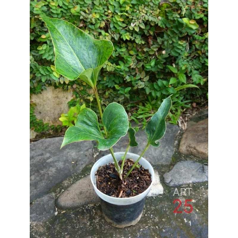 Jual Anthurium Brownii Variegata Anturium Corong Varigata Sesuai Foto ...