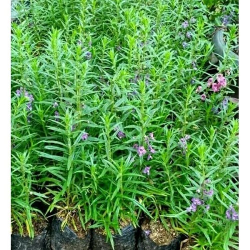 Jual Bibit Bunga Lavender Tanaman Bermanfaat Mudah Ditanam | Shopee ...