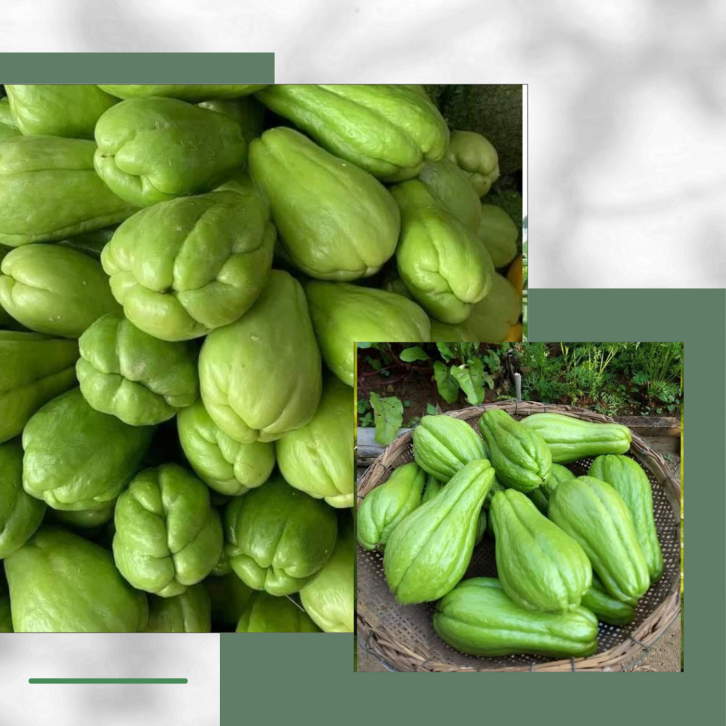 Jual LABU SIAM UTUH MANISA 1 KG - LABU SIAM SEGAR HARGA PER 1 KG ...