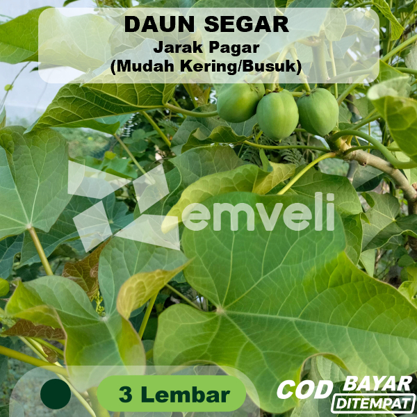 Jual Daun Jarak Pagar Obat Gatal Alergi Per 3 Lembar | Shopee Indonesia