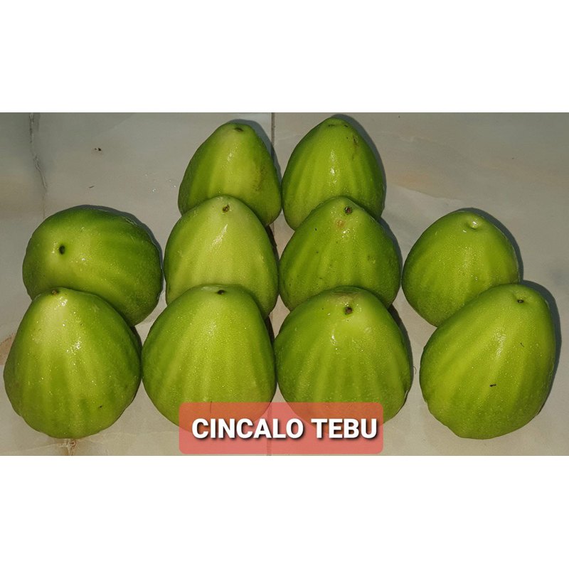 Jual cangkok jambu air cincalo tebu asli | Shopee Indonesia