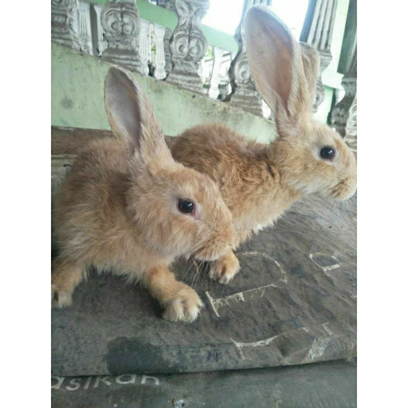 Jual Sapihan Kelinci Flemish Giant | Shopee Indonesia