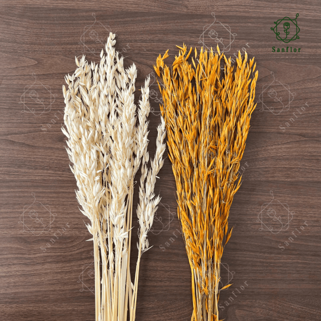 Jual Preserved Rice Grass/ Dried Grass Rice | Shopee Indonesia