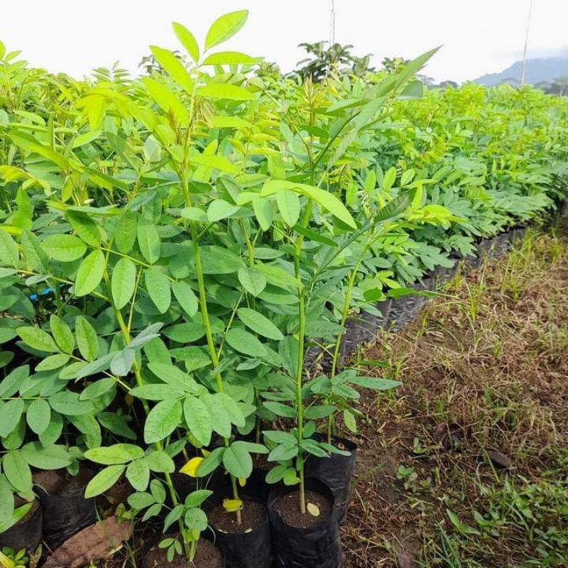 Jual (Paket hemat) isi 10 bibit tanaman ramban Indigofera Buat pakan ...
