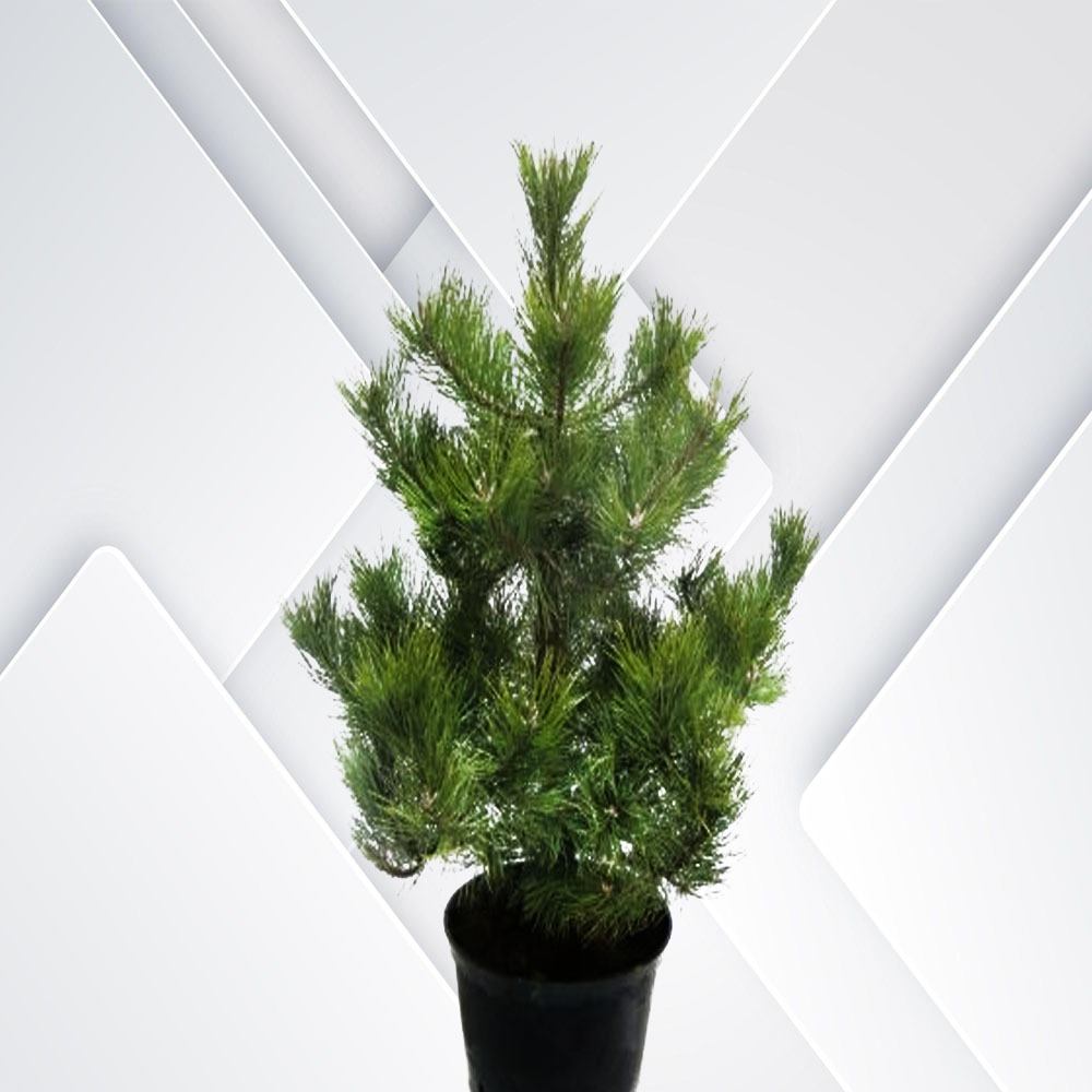 Jual tanaman pohon pinus tinggi 50-70cm | Shopee Indonesia
