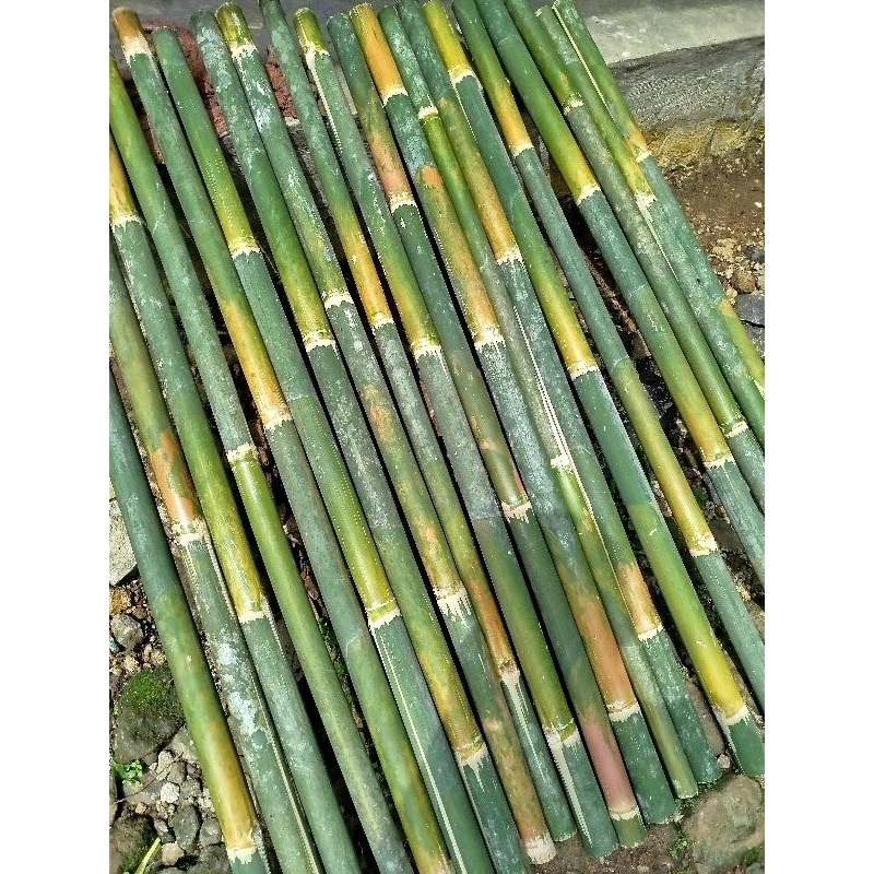 Jual Tiang bambu panjang 150cm siap pakai | Shopee Indonesia