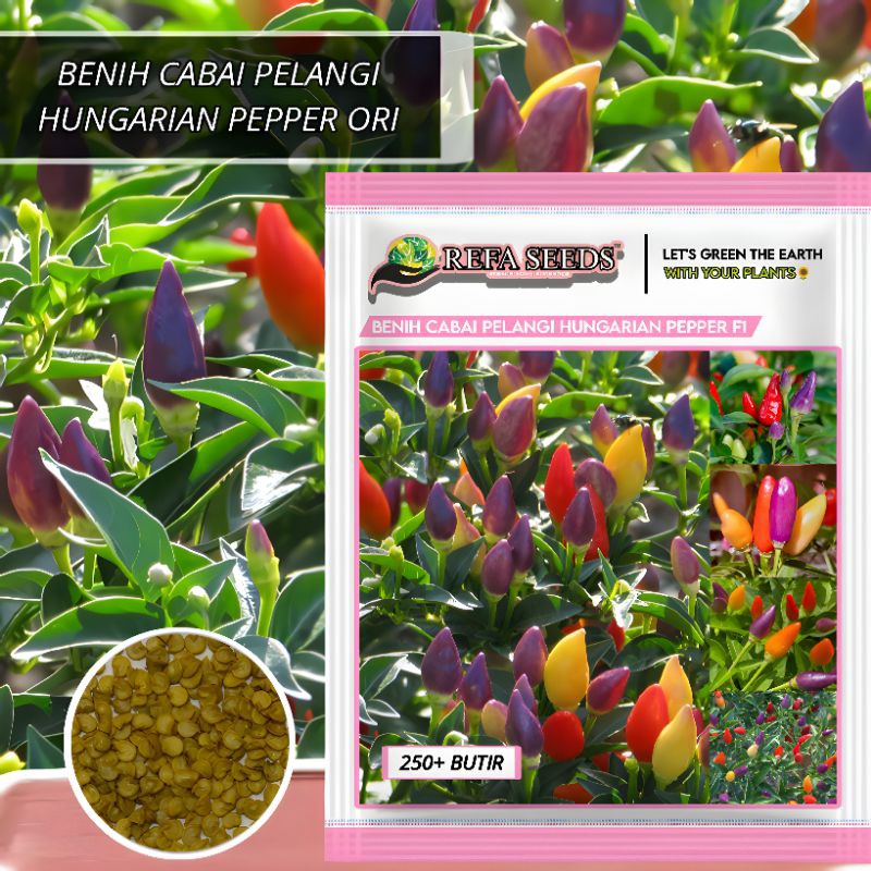 Jual 1 Pack Isi 250 Butir Benih Cabai Pelangi Asli Original / Bibit ...