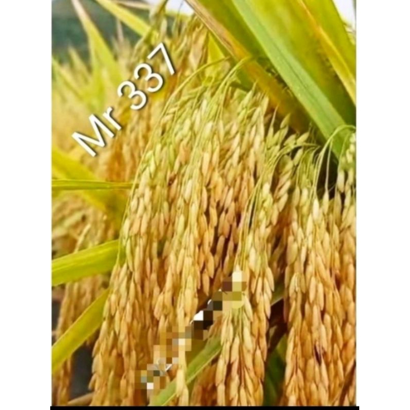 Jual BENIH PADI MR 337 SUPER UNGGUL KEMASAN 1KG | Shopee Indonesia