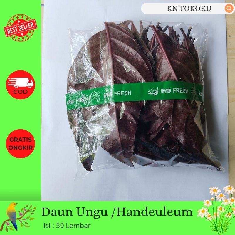 Jual 50 Lembar Daun Ungu Wungu | Handeuleum | Demung | Seduhan Herbal ...