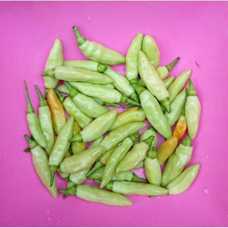 Jual Cabai Rawit Putih 1 Kg | Shopee Indonesia