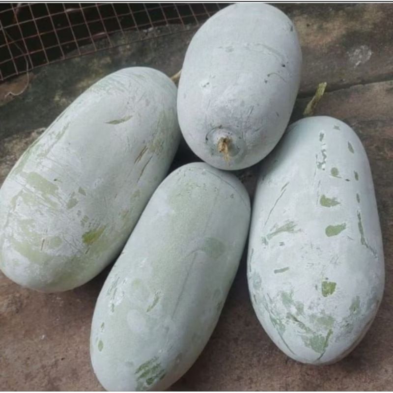 Jual Buah Bligo Kundur 2 Kg | Shopee Indonesia