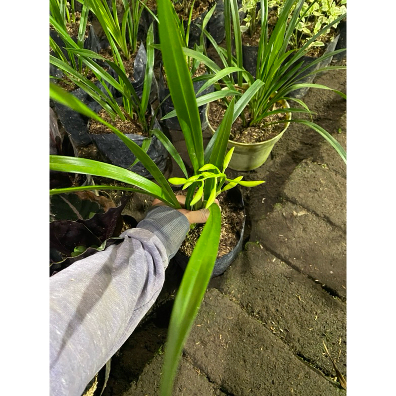 Jual Tanaman Hias Anggrek Tanah | Shopee Indonesia