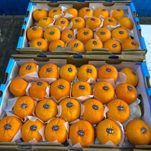 Jual [INSTAN] Jeruk Wokam Wogan PREMIUM 1 Dus [ ±9Kilo ] Fresh ...