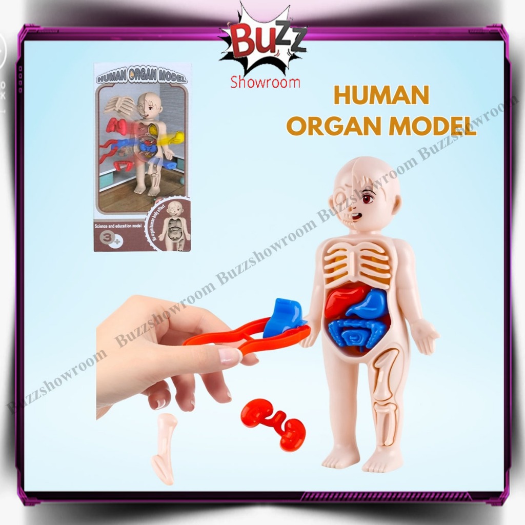 Jual Human Organ Model Mainan Edukasi Belajar Organ Tubuh Dalam Manusia Simulasi Anak | Shopee ...