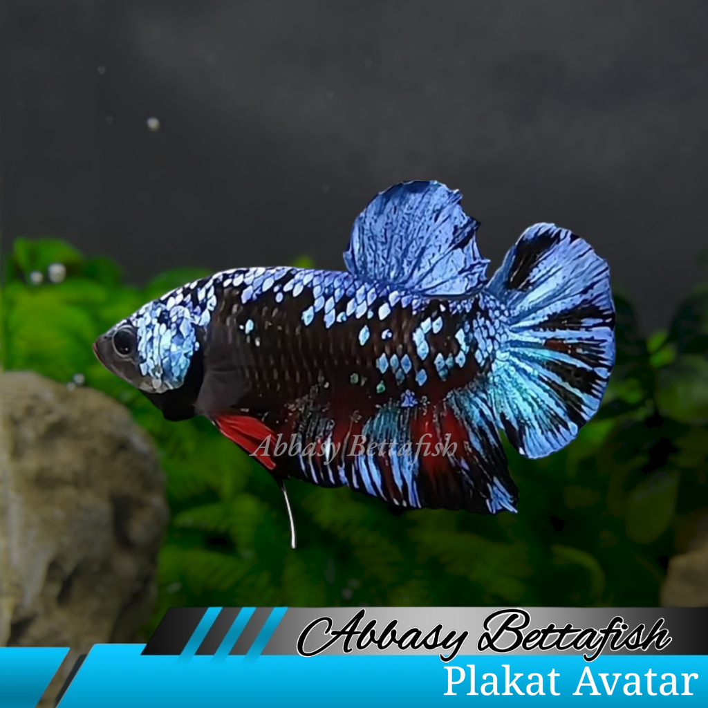 Jual Plakat Avatar Gordon Male Real Picture | Shopee Indonesia