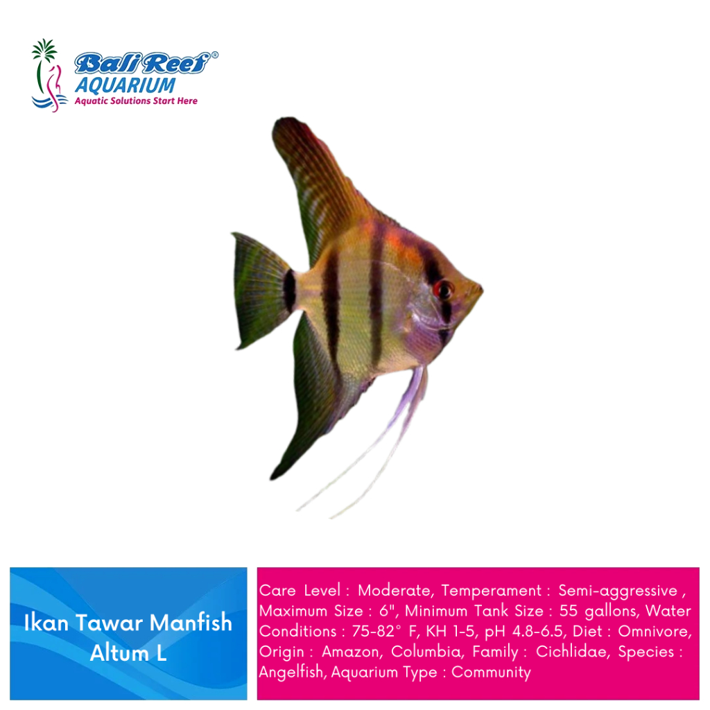Jual Ikan Hias Air Tawar Manfish Altum Large Ikan Angelfish Large ...