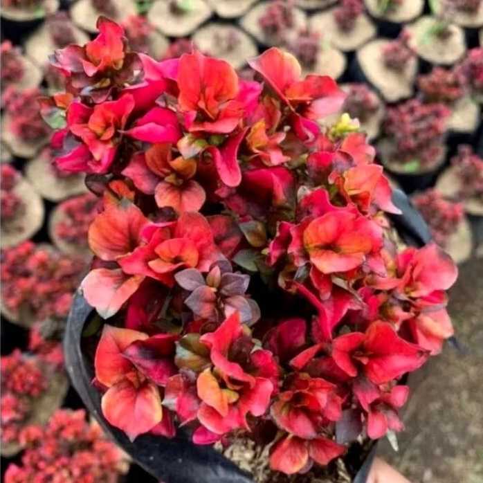 Jual Tanaman Hias Krokot Mawar Merah mini - Tanaman Hias Daun Krokot ...