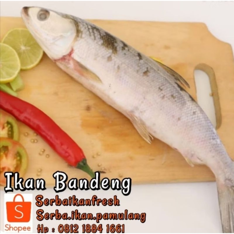 Jual BANDENG SEGAR MURAH 900gr-1kg (SIP) | Shopee Indonesia