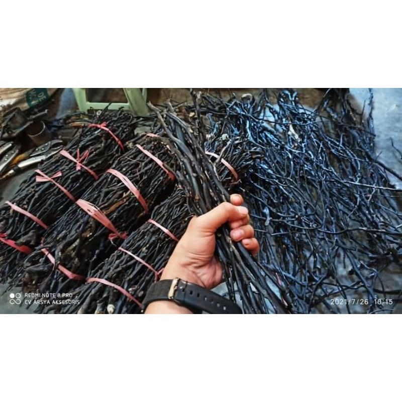 Jual Bahan Akar Bahar Hitam Kantoran Isi 10 Batang | Shopee Indonesia