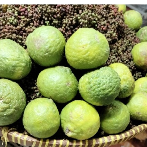 Jual Jeruk Jungga Ute Jungga Asam Jungga Asam Sunday Naniurai Perbiji ...