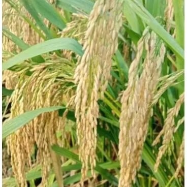 Jual BENIH PADI INPARI 32 PREMIUM JUMBO kemasan 20kg | Shopee Indonesia