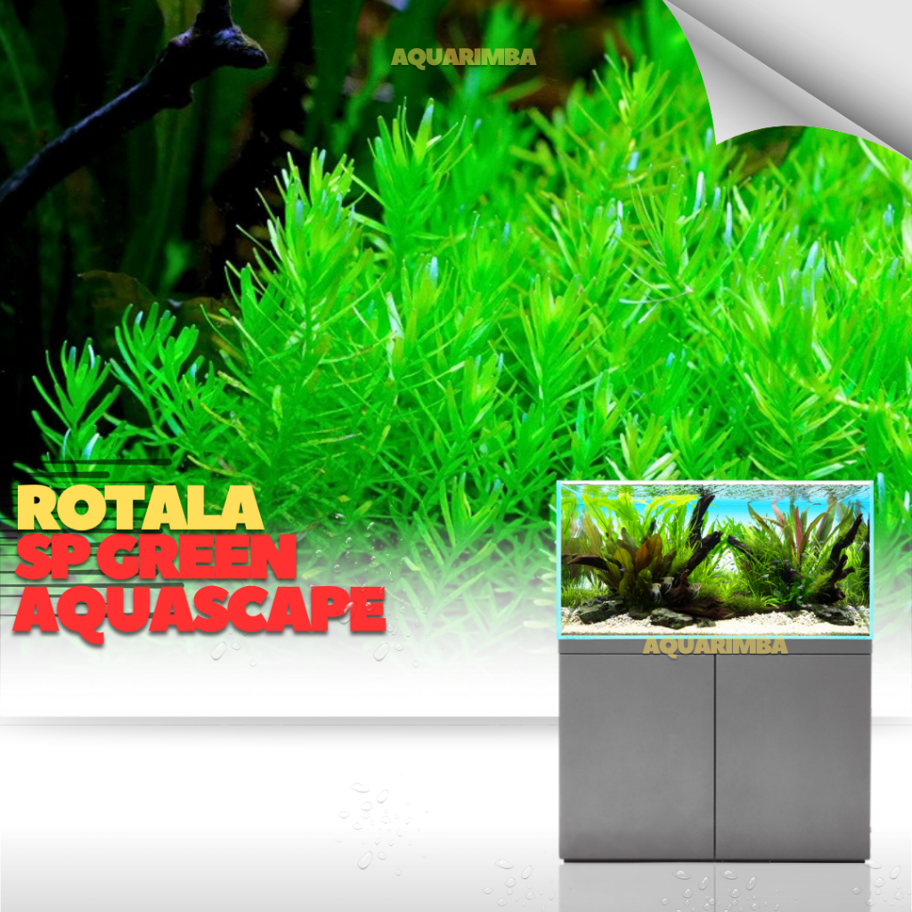 Jual Rotala rotundifolia green - Tanaman Aquascape Tumbuhan Air Hidup ...